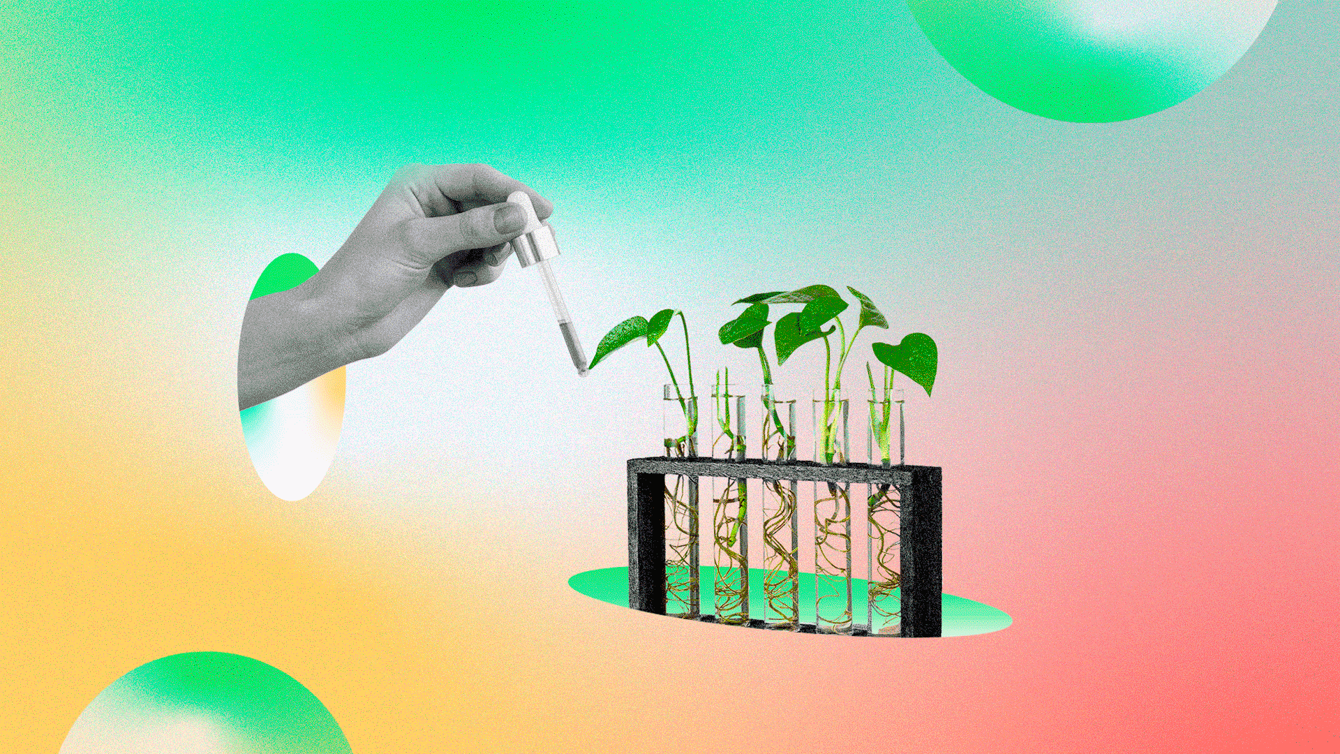 Biotecnologia Na Agricultura E Seus Impactos Para O Agroneg cio MJV